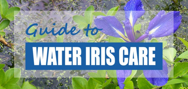 How to Plant & Grow Water Iris (Iris laevigata) - Pond Informer