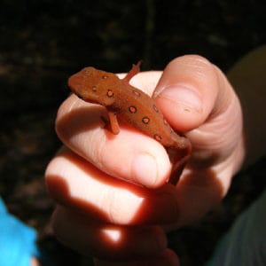 5 Ways to Attract Newts & Salamanders to Ponds - Pond Informer