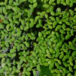 5 Ways to Attract Newts & Salamanders to Ponds - Pond Informer