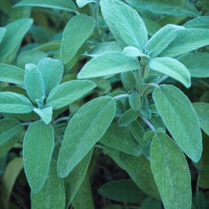12 Plants That Repel Ticks (Plants Ticks Hate) - Pond Informer