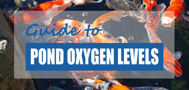 Does My Pond Water Have Enough Oxygen? (How to Test) - Pond Informer