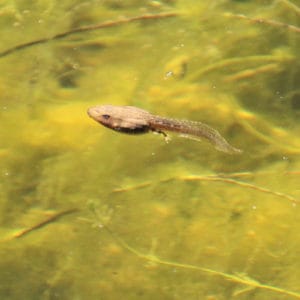 How to Raise & Care for Tadpoles from Eggs - Pond Informer