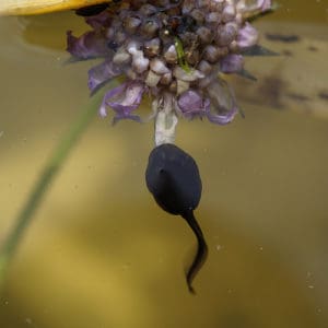 How to Raise & Care for Tadpoles from Eggs - Pond Informer
