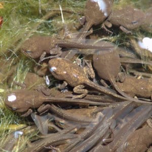 How to Raise & Care for Tadpoles from Eggs - Pond Informer
