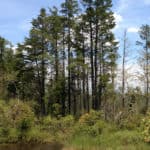 11 Trees & Plants That Absorb LOTS of Water - Pond Informer