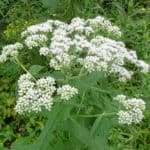 How to Plant & Grow Boneset (Eupatorium perfoliatum) - Pond Informer
