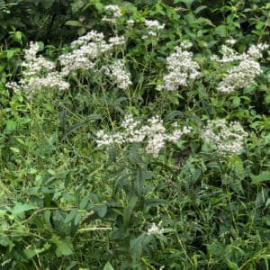 How to Plant & Grow Boneset (Eupatorium perfoliatum) - Pond Informer