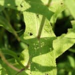 How to Plant & Grow Boneset (Eupatorium perfoliatum) - Pond Informer