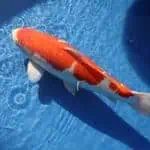 Importing Koi from Japan Guide (Pros & Cons) - Pond Informer