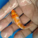 When do Koi Fry get their Color? (Explained) - Pond Informer