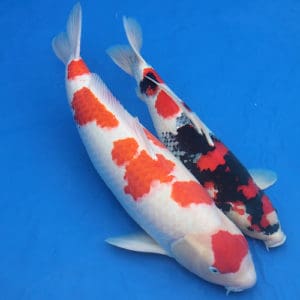 When do Koi Fry get their Color? (Explained) - Pond Informer