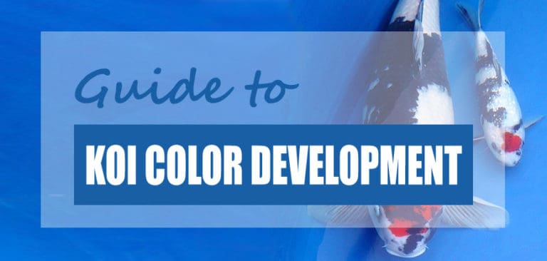 When do Koi Fry get their Color? (Color Development Guide) - Pond Informer