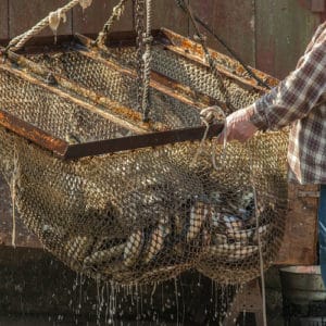 List of Lake Huron Fish Species (Fishable & Non) - Pond Informer