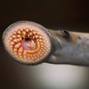 List of Lake Huron Fish Species (Fishable & Non) - Pond Informer