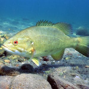 List of Lake Huron Fish Species (Fishable & Non) - Pond Informer
