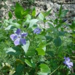 Best Plants to Repel Rabbits 2022 (Rabbit Resistant Plants) - Pond Informer