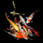 Koi Gender Identification (Ways to Tell Koi Sex) - Pond Informer