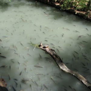 How to Reduce Turbidity in Pond Water (7 Methods) - Pond Informer