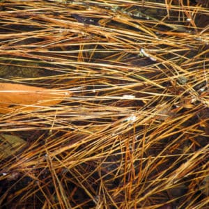 How to Reduce Turbidity in Pond Water (7 Methods) - Pond Informer