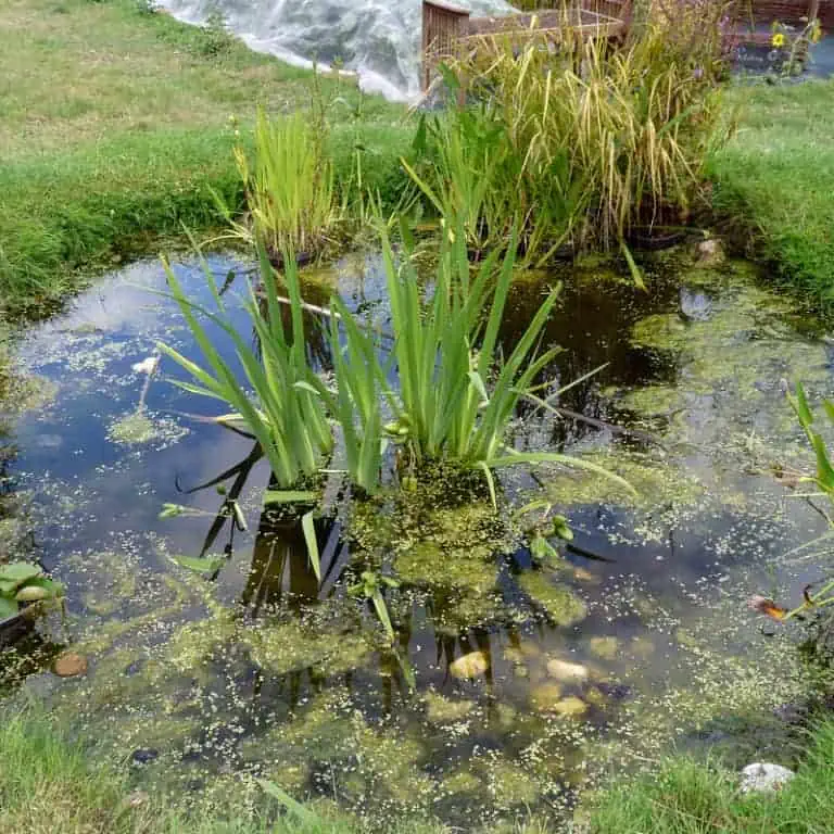 32 Small Pond Ideas with Waterfalls, Plants & More - Pond Informer