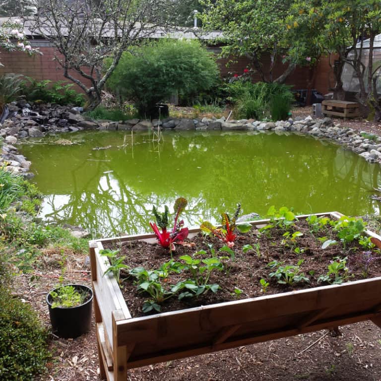 32 Small Pond Ideas with Waterfalls, Plants & More - Pond Informer