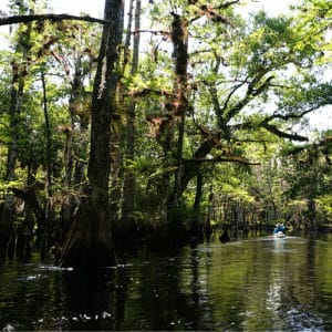 Bog vs Swamp - What's the Difference? (Explained) - Pond Informer