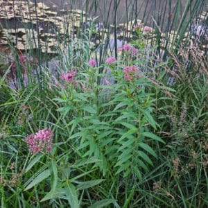 How to Plant & Grow Swamp Milkweed (Asclepias incarnata) - Pond Informer