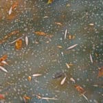 Clearing Pond Water With Gypsum Does It Work