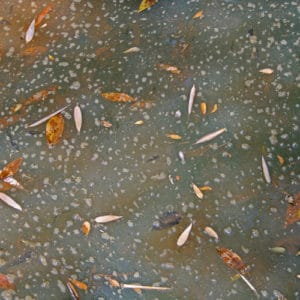 Clearing Pond Water With Gypsum Does It Work