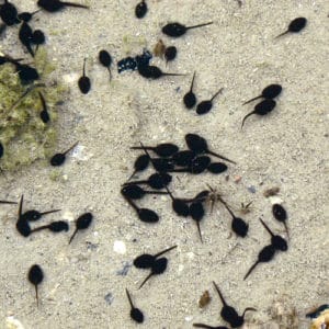 Food Chain of a Pond Ecosystem (Diagram & Facts) - Pond Informer