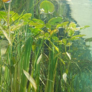 Food Chain of a Pond Ecosystem (Diagram & Facts) - Pond Informer