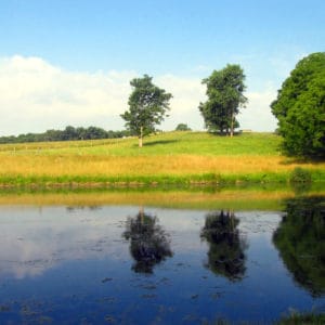 Food Chain of a Pond Ecosystem (Diagram & Facts) - Pond Informer
