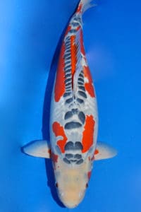 Complete Guide to Shusui Koi (Facts & Pics) - Pond Informer