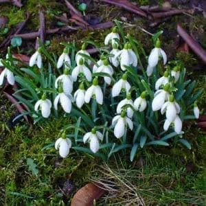 10 Best Plants That Repel Squirrels 2023 [Plants Squirrels Hate] - Pond ...