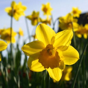 10 Best Plants That Repel Squirrels 2023 [Plants Squirrels Hate] - Pond ...