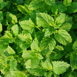 10 Best Plants That Repel Squirrels 2023 [Plants Squirrels Hate] - Pond ...