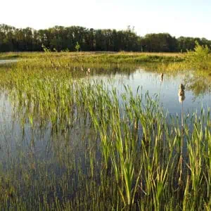 Swamp Vs Marsh - What's the Difference? (Explained) - Pond Informer