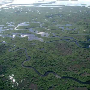 Swamp Vs Marsh - What's the Difference? (Explained) - Pond Informer