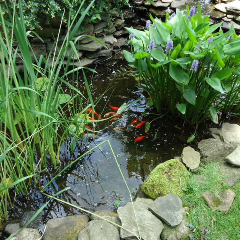30 Wildlife Pond Design Ideas for Animals & Critters - Pond Informer