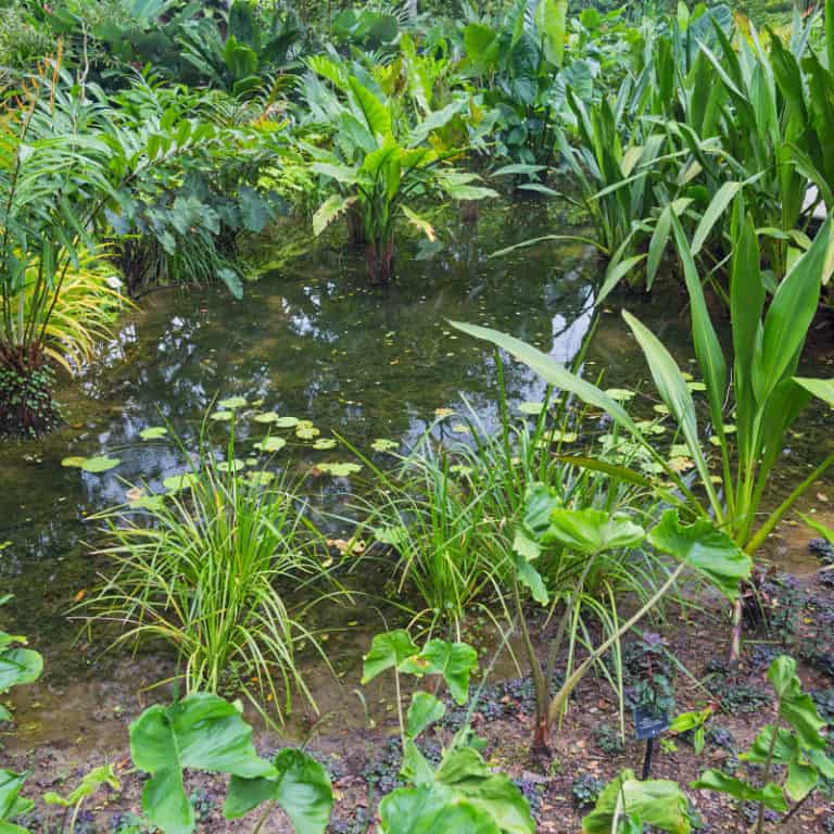 30 Wildlife Pond Design Ideas for Animals & Critters - Pond Informer