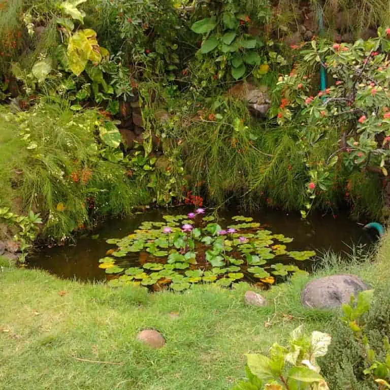 30 Wildlife Pond Design Ideas for Animals & Critters - Pond Informer