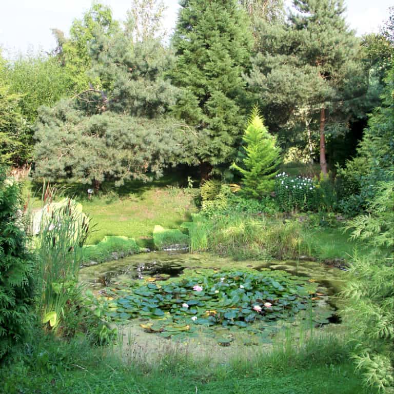 30 Wildlife Pond Design Ideas for Animals & Critters - Pond Informer