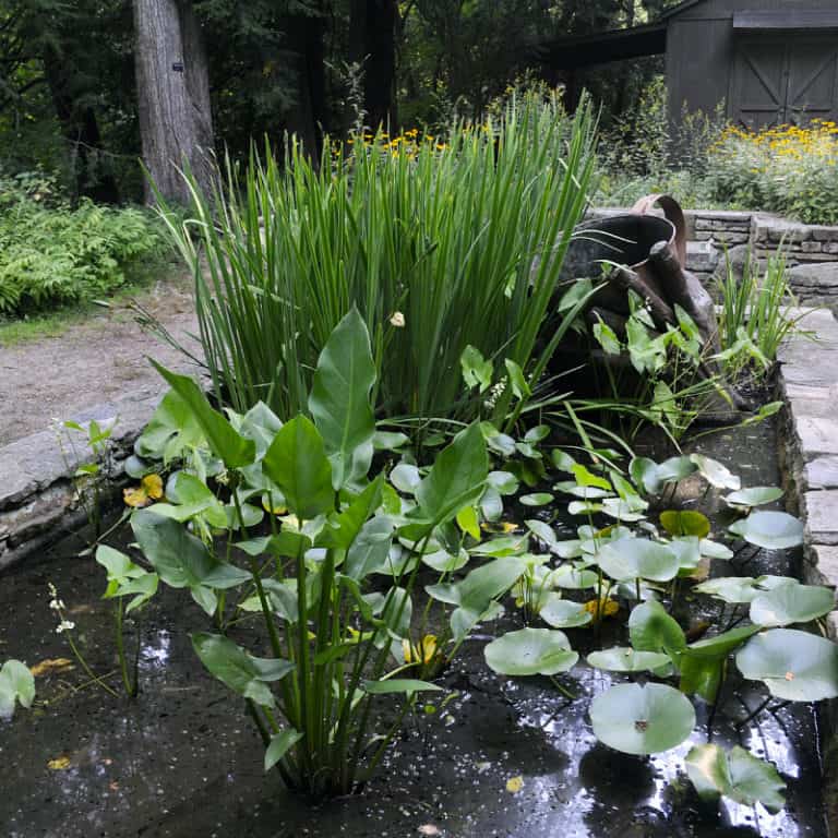 30 Wildlife Pond Design Ideas for Animals & Critters - Pond Informer