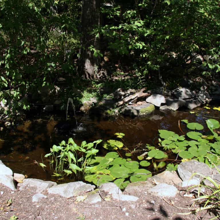 30 Wildlife Pond Design Ideas for Animals & Critters - Pond Informer