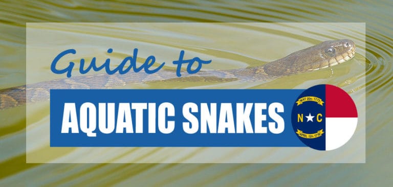 Aquatic & Water Snakes of North Carolina (ID + Pictures) - Pond Informer