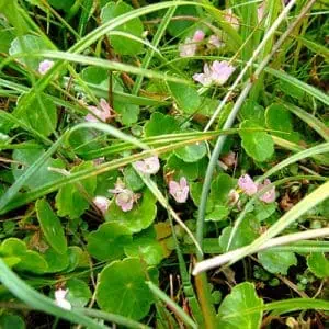 How to Plant & Grow Bog Pimpernel (Anagallis tenella) - Pond Informer