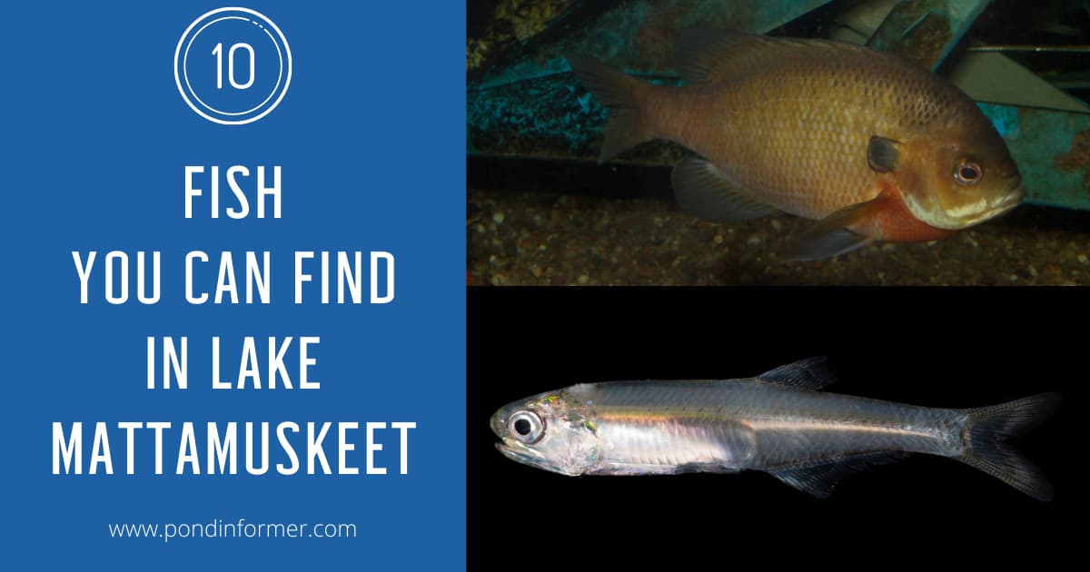 List of Common Fish Species in Lake Mattamuskeet [Updated] - Pond Informer