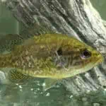 List of Fish Species in Lake Mattamuskeet (Updated) - Pond Informer