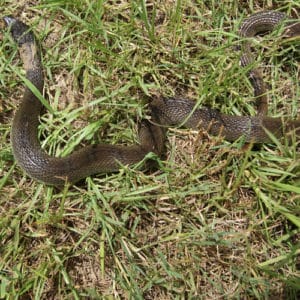 Aquatic & Water Snakes of North Carolina (ID + Pictures) - Pond Informer