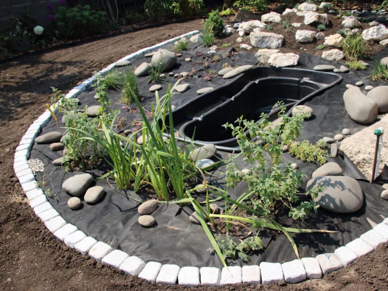 How to Build a Small Wildlife Pond (Cheap & Easy) - Pond Informer